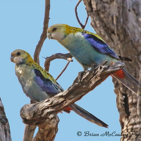 Pale-headed Rosella | World Parrot Trust
