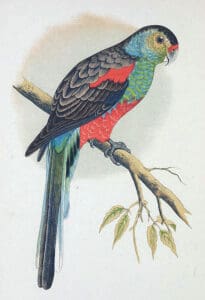 Paradise Parrot | World Parrot Trust