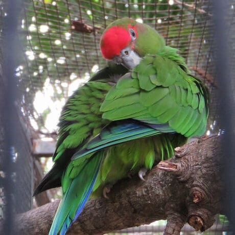 Pileated Parrot | World Parrot Trust