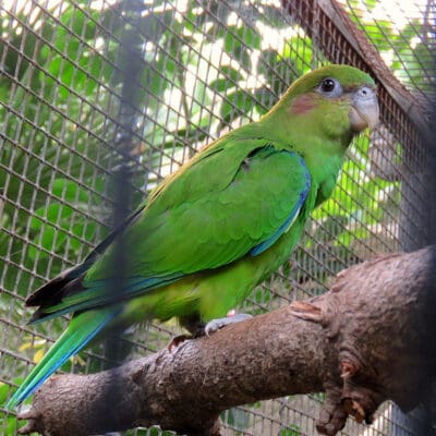 Pileated Parrot | World Parrot Trust