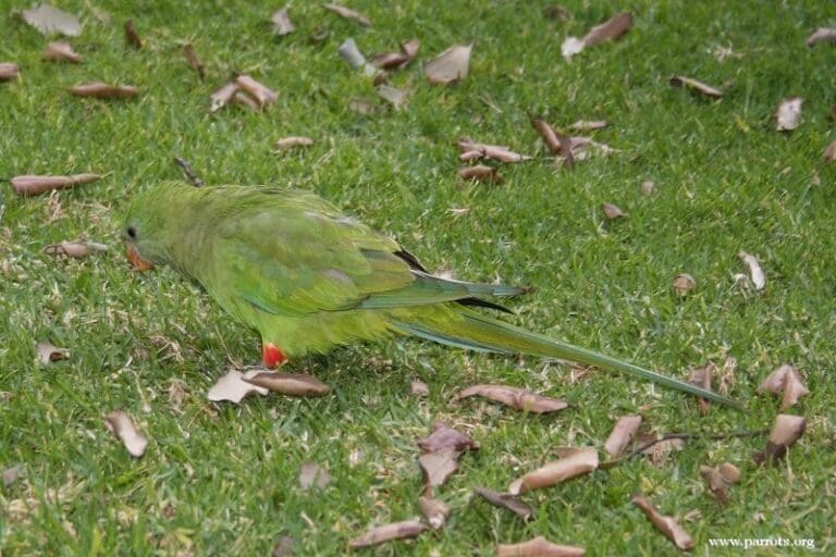 Princess Parrot | World Parrot Trust