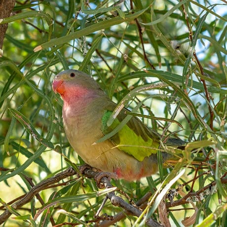 Princess Parrot | World Parrot Trust