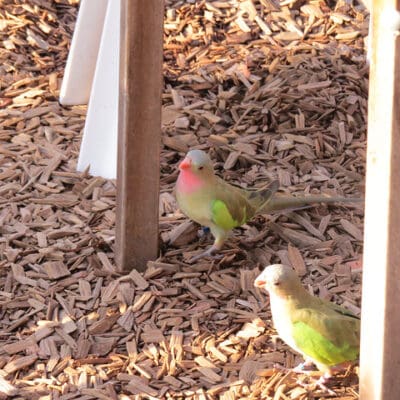 Princess Parrot | World Parrot Trust