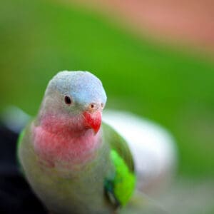 Princess Parrot | World Parrot Trust