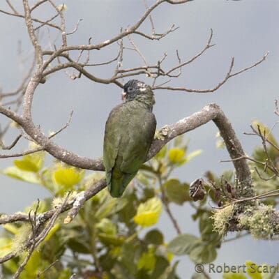 Red-billed Parrot | World Parrot Trust