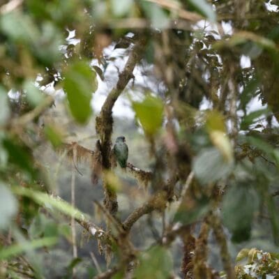 Red-billed Parrot | World Parrot Trust