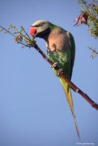 Red-breasted Parakeet | World Parrot Trust