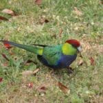 Red-capped Parrot | World Parrot Trust