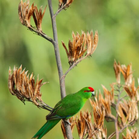 Red-fronted Parakeet | World Parrot Trust