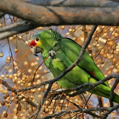 Red-lored Amazon | World Parrot Trust