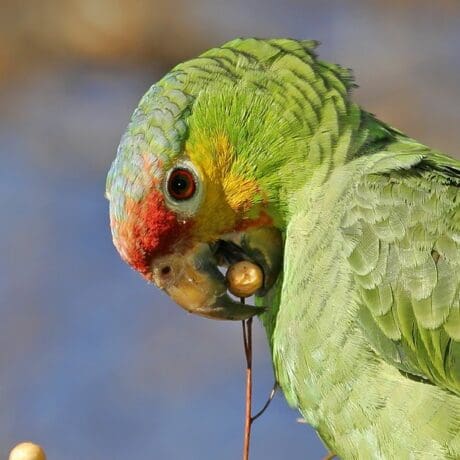 Red-lored Amazon | World Parrot Trust