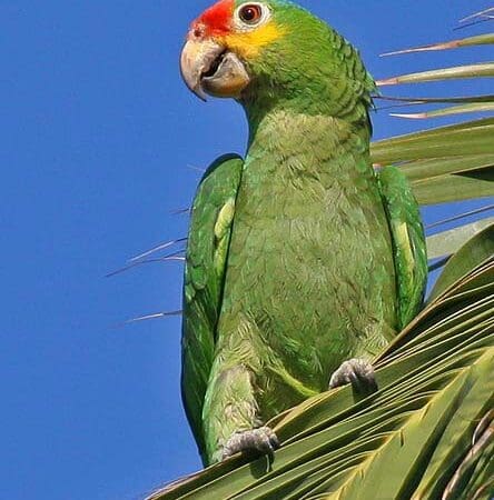 Red-lored Amazon | World Parrot Trust