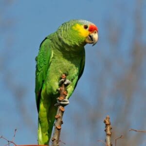 Red-lored Amazon | World Parrot Trust