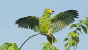 Red-lored Amazon | World Parrot Trust