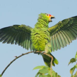 Red-lored Amazon | World Parrot Trust