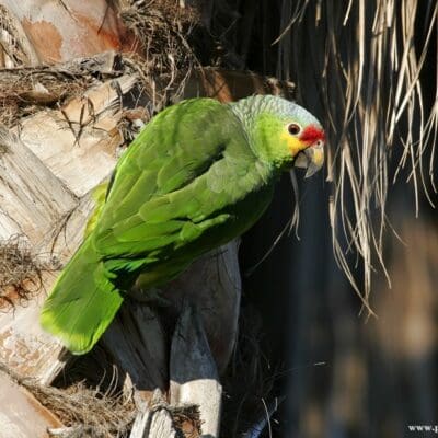 Red-lored Amazon | World Parrot Trust