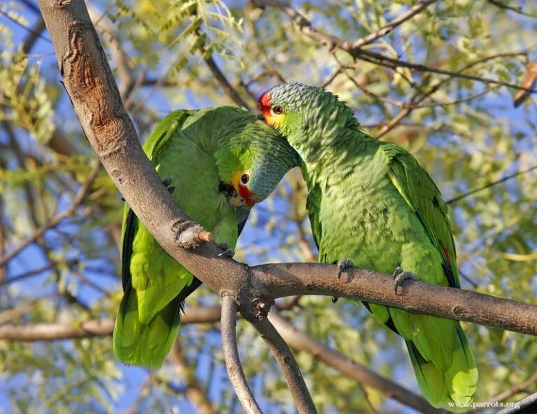 Red-lored Amazon | World Parrot Trust