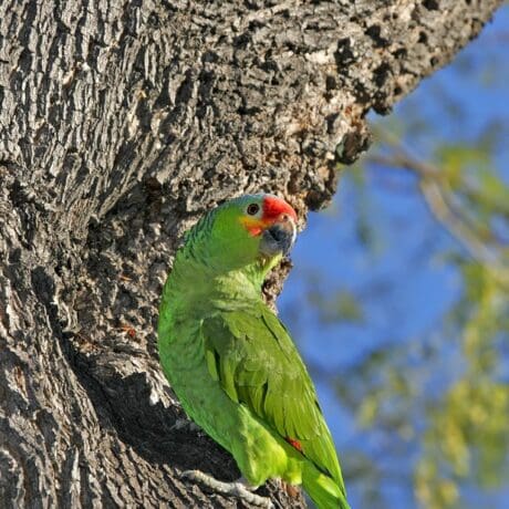 Red-lored Amazon | World Parrot Trust