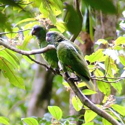 Amazon Parrots | World Parrot Trust