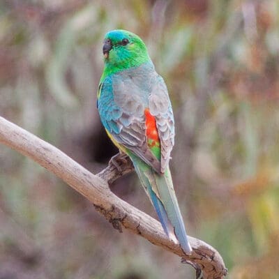 Australian Parakeets | World Parrot Trust