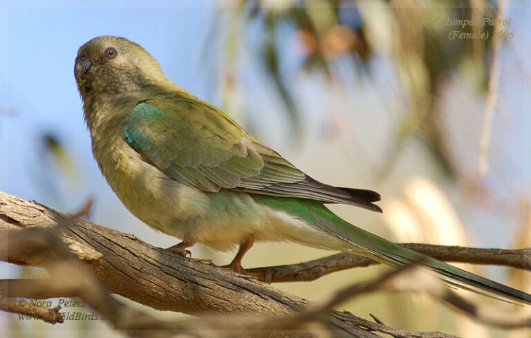 Red-rumped Parrot | World Parrot Trust