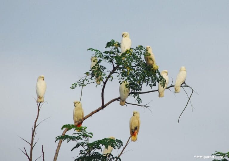 Red-vented Cockatoo Conservation | World Parrot Trust
