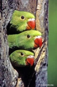 Rose-ringed Parakeet | World Parrot Trust