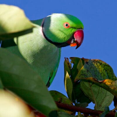 Rose-ringed Parakeet | World Parrot Trust