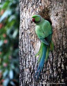 Rose-ringed Parakeet | World Parrot Trust