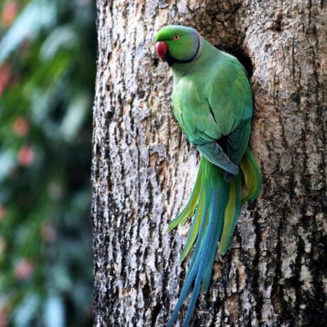 Rose-ringed Parakeet | World Parrot Trust