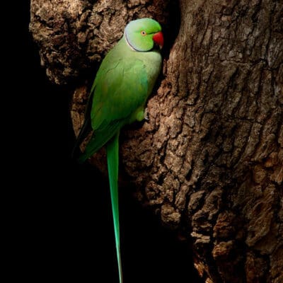 Rose-ringed Parakeet | World Parrot Trust