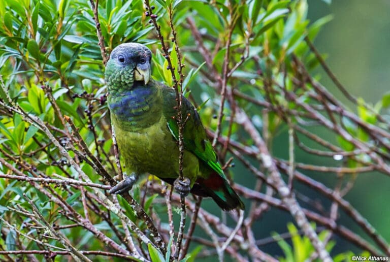 Scaly-headed Parrot | World Parrot Trust