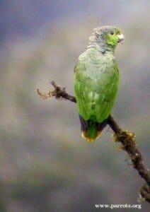 Scaly-naped Amazon | World Parrot Trust