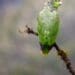 Scaly-naped Amazon | World Parrot Trust