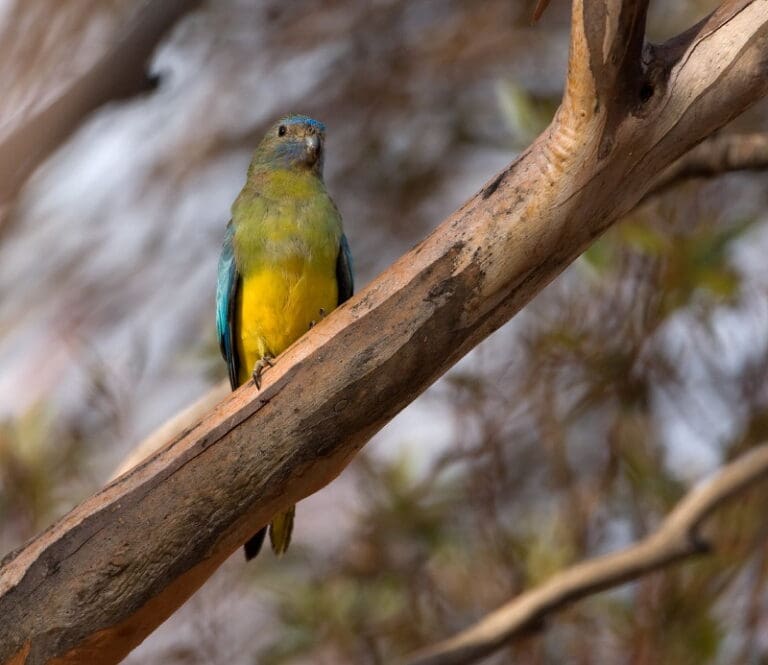 Scarlet-chested Parrot | World Parrot Trust