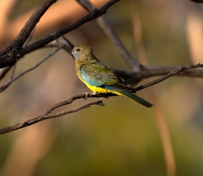Scarlet-chested Parrot | World Parrot Trust