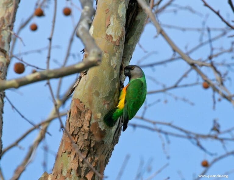 Senegal Parrot | World Parrot Trust