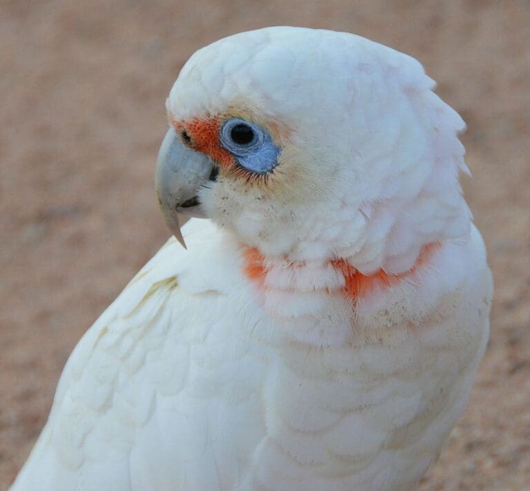 Slender-billed Corella | World Parrot Trust