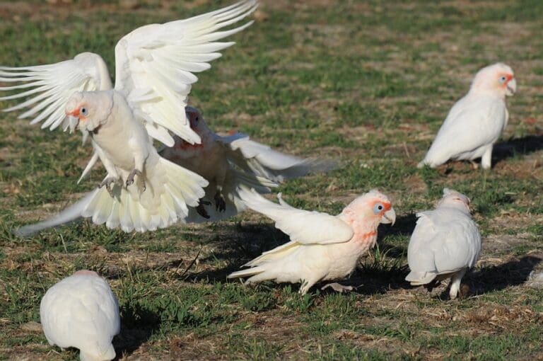 Slender-billed Corella | World Parrot Trust