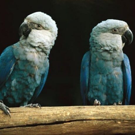 Macaws | World Parrot Trust