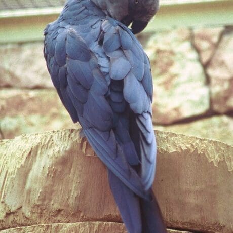Spix's Macaw | World Parrot Trust