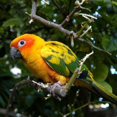 Sun Conure | World Parrot Trust