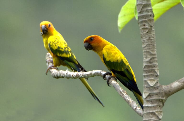 Sun Conure | World Parrot Trust