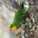 Superb Parrot | World Parrot Trust
