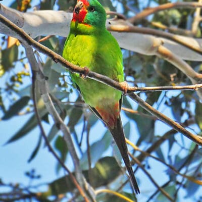 Swift Parrot | World Parrot Trust