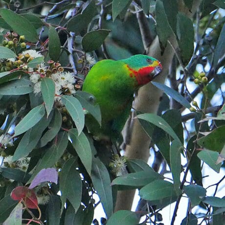Swift Parrot | World Parrot Trust