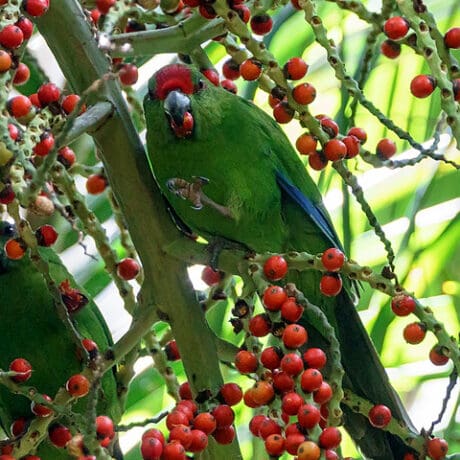 Tasman Parakeet | World Parrot Trust