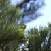 Tasman Parakeet | World Parrot Trust