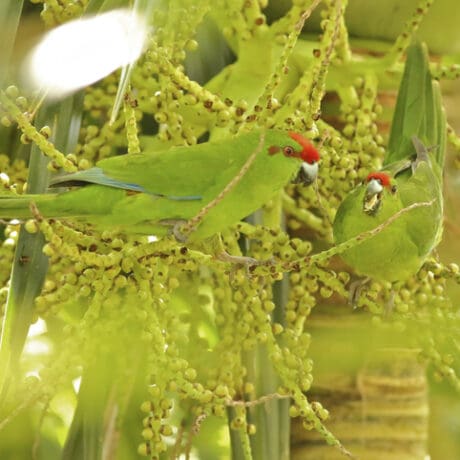 Tasman Parakeet | World Parrot Trust