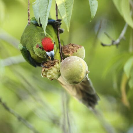 Tasman Parakeet | World Parrot Trust